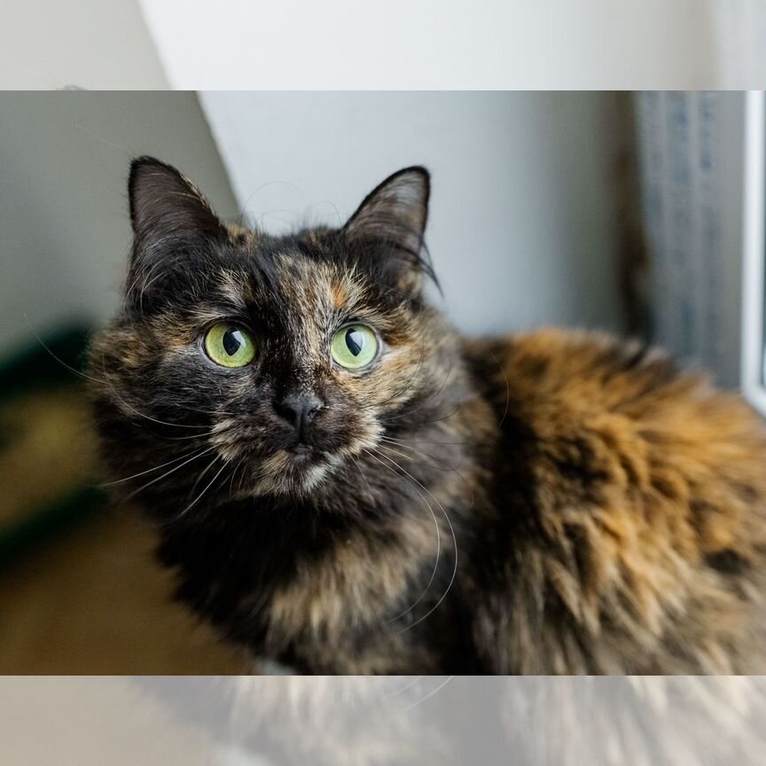 Сибирская кошка, взрослая