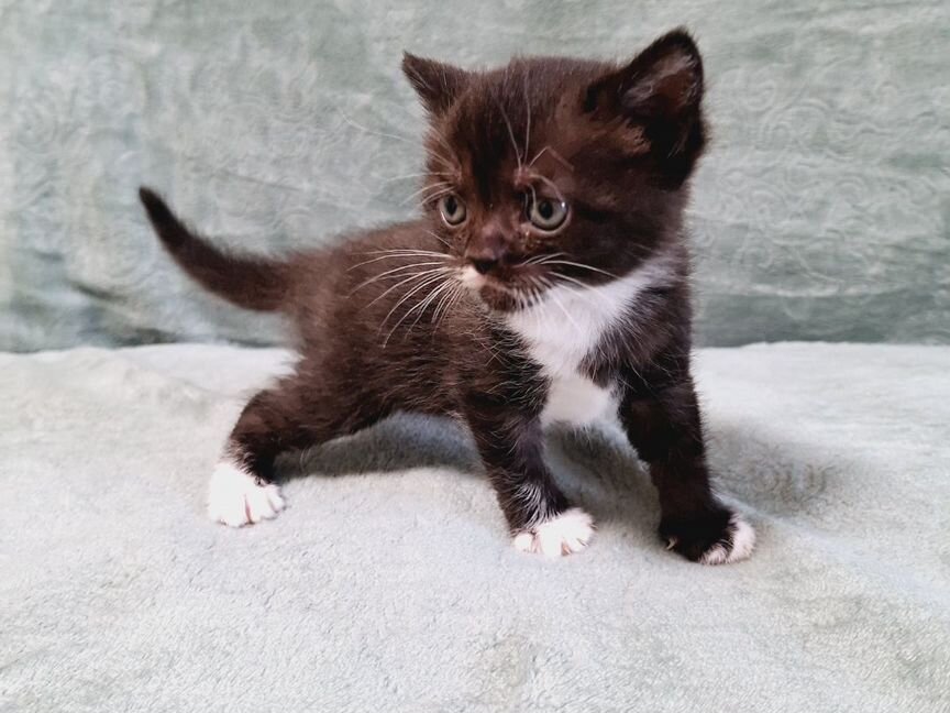 Котенок от шотландской кошки