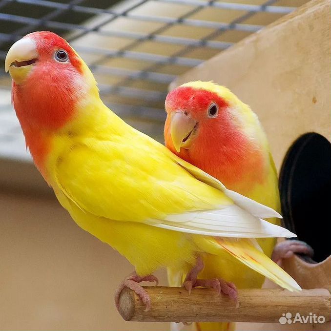 Неразлучник Розовощекий банановый