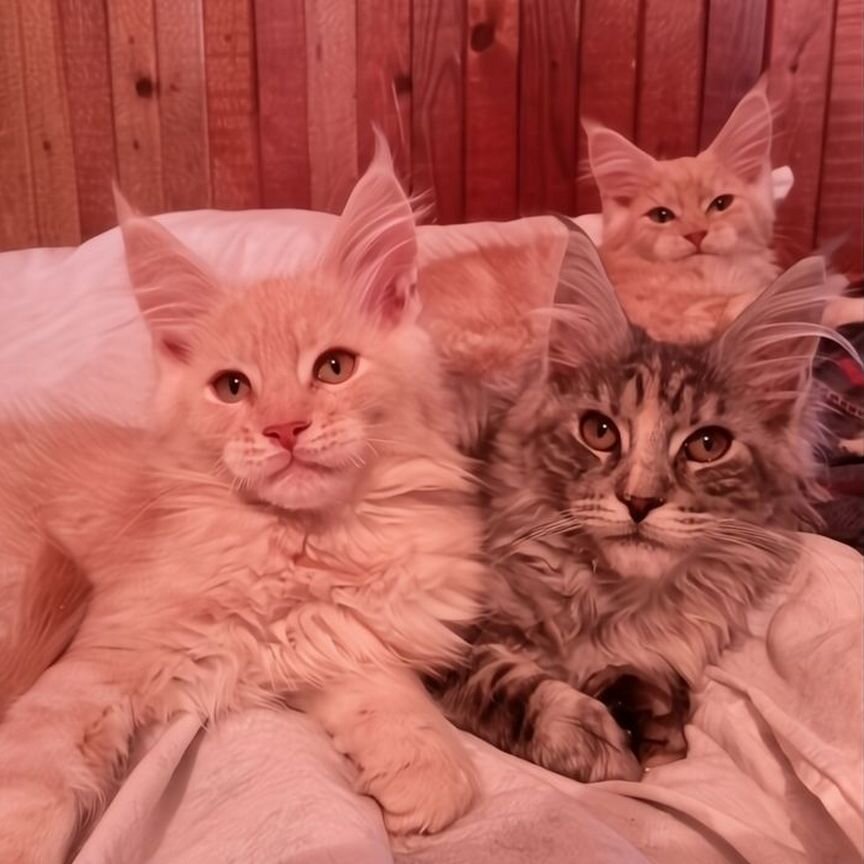 Мейн-кун котёнок