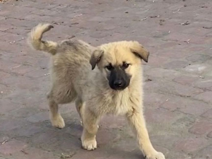 2 щеночка ищут надеждных хозяев