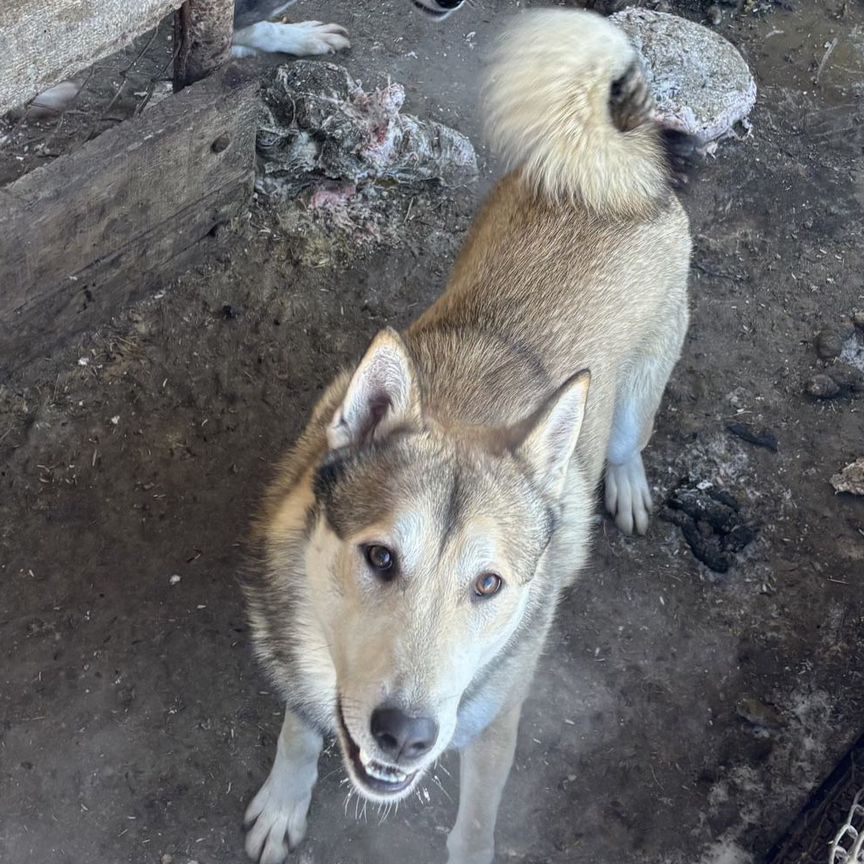 Волкособ, взрослый пёс