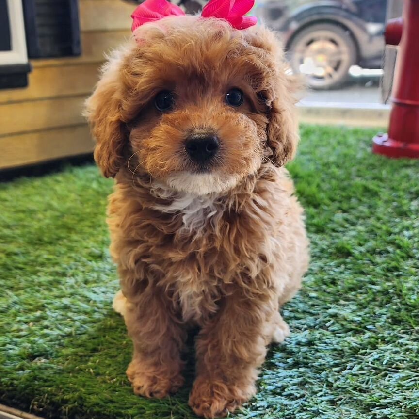 Той-пудель, щенок