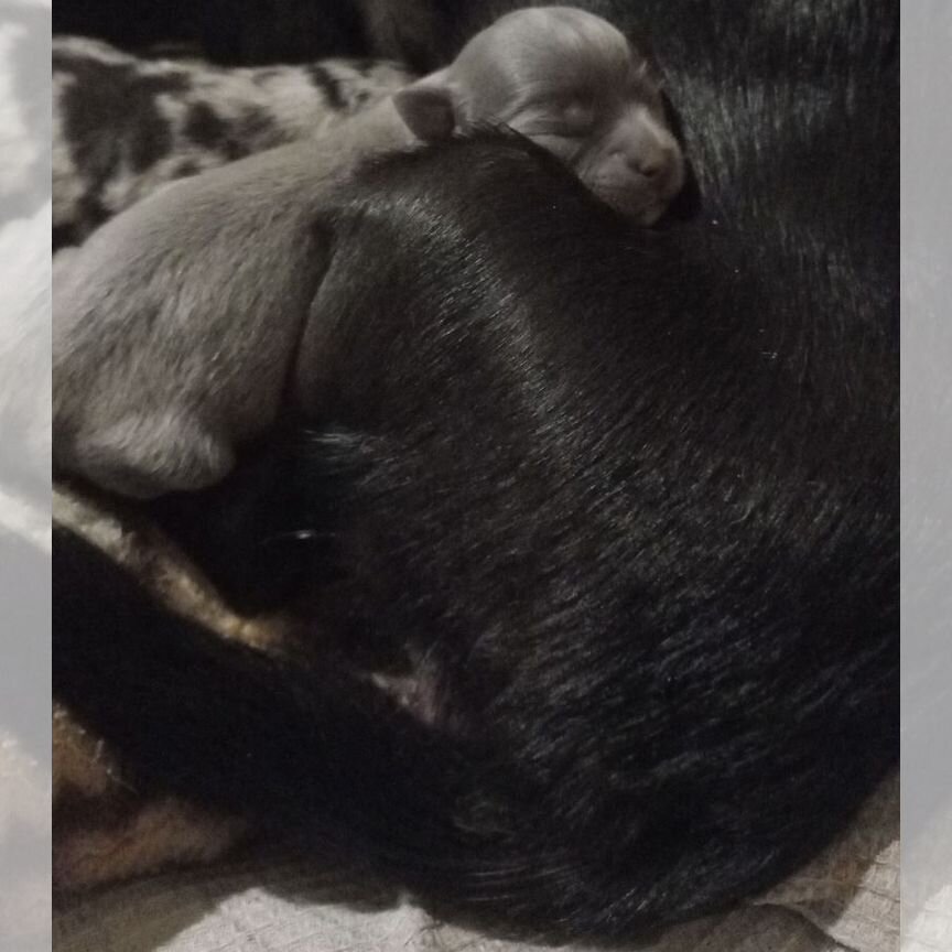 Чихуахуа, щенок