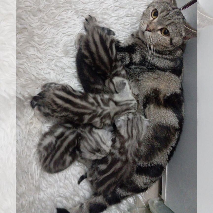 Шотландский вислоухий короткошёрстный котёнок