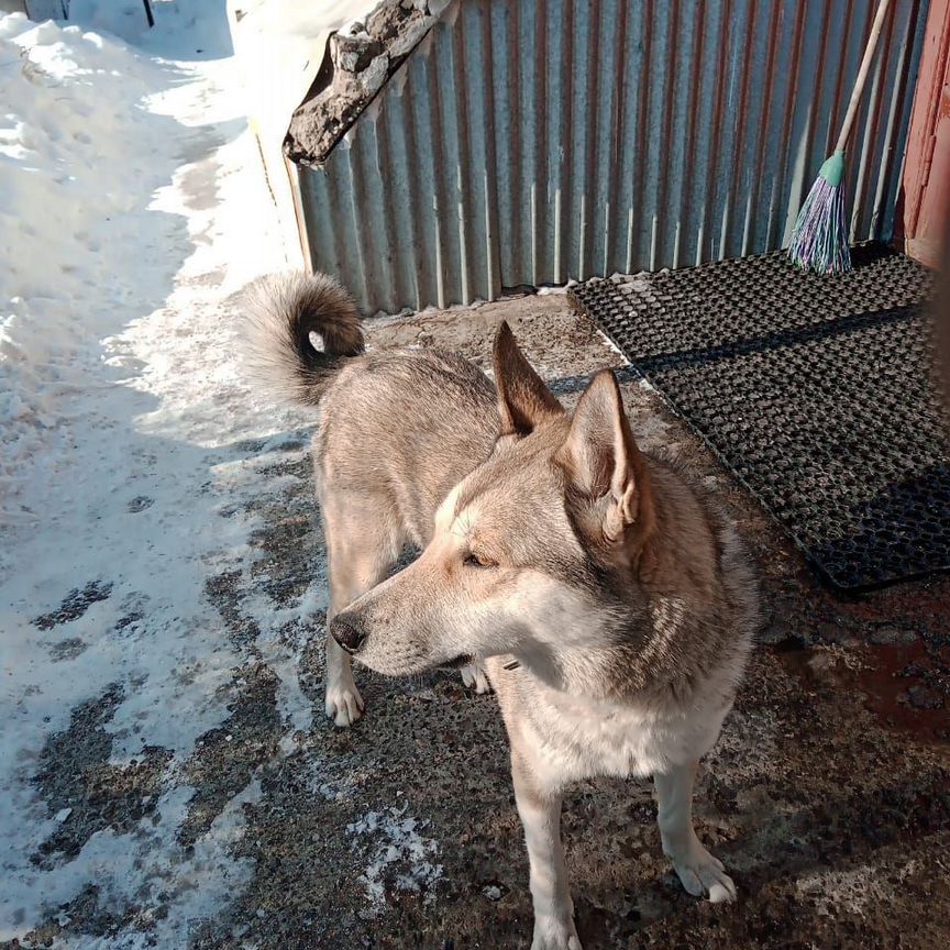 Щенки Лайки