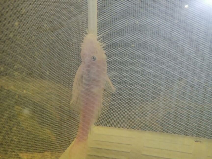 Номерной сом l144 snow-white, сомик