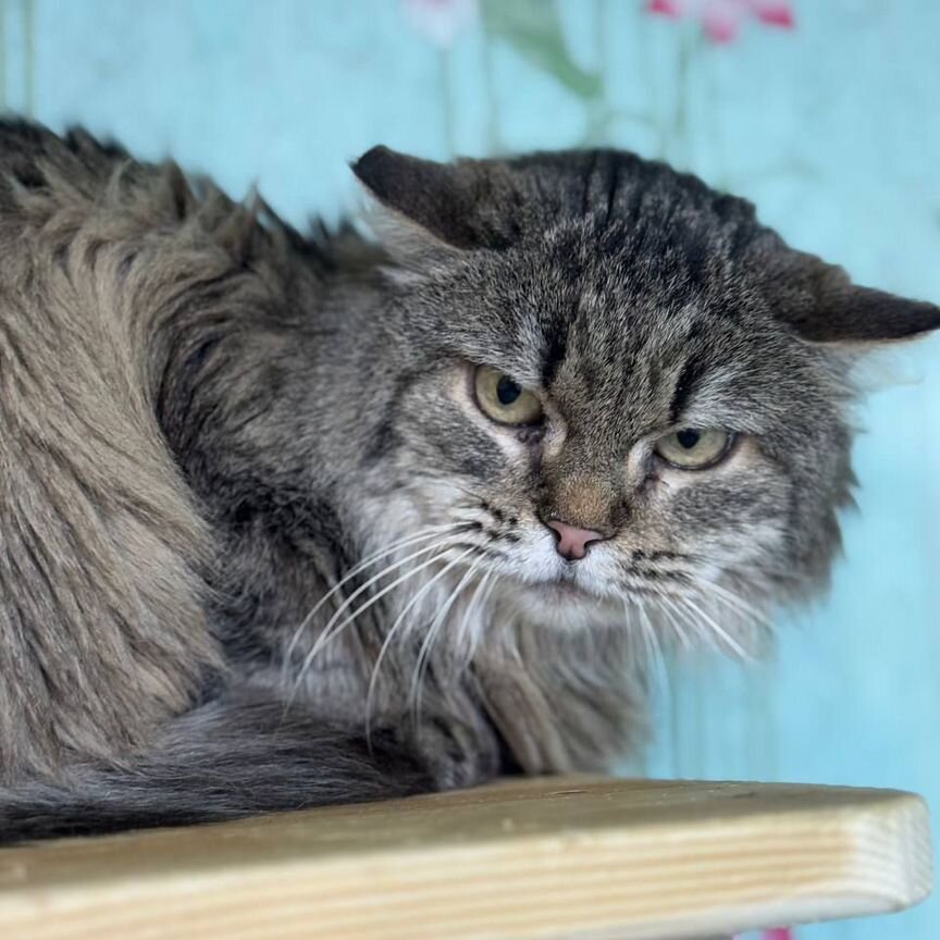 Шикарная кошечка Дымка. Красавица из приюта в дар