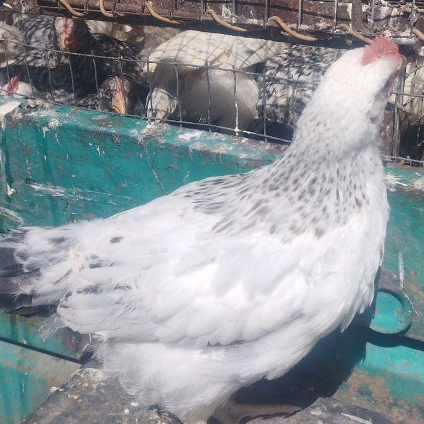 Куры молодки несушки домашние