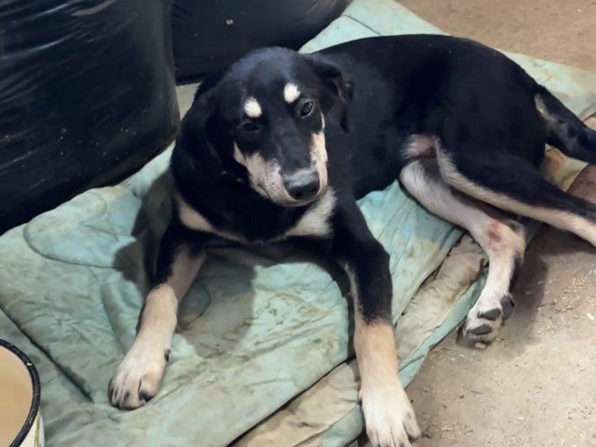 Собака Майка