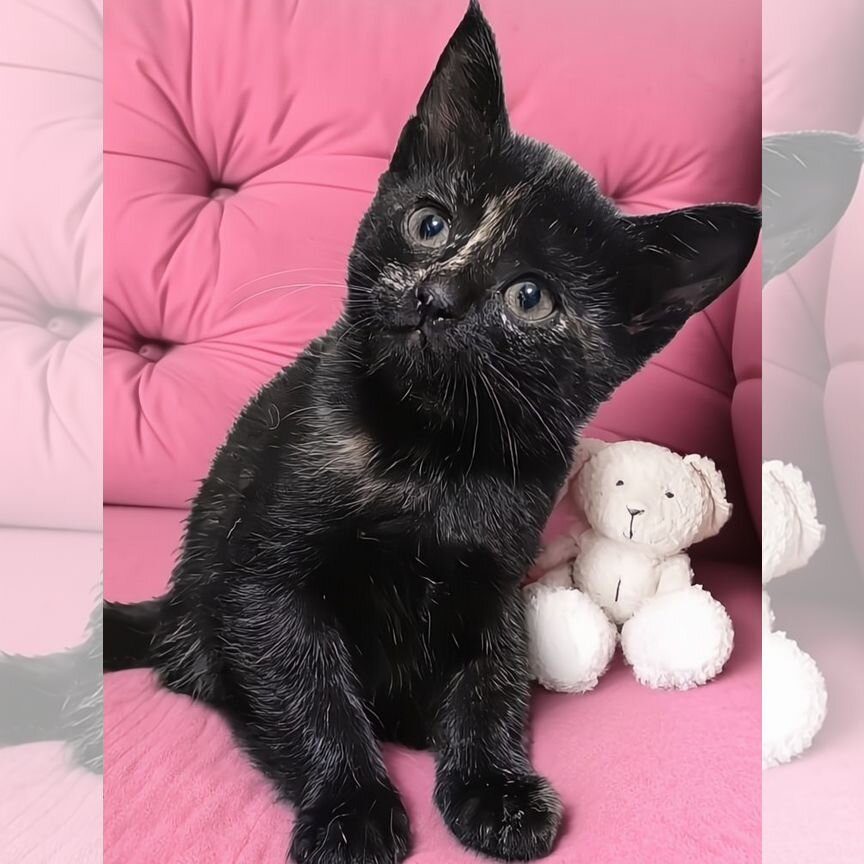 Котёнок в добрые руки