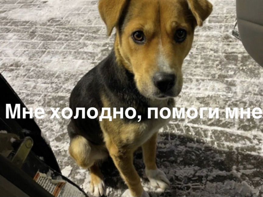 Домашняя собака на улице