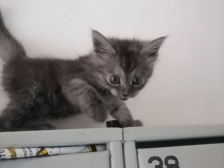 Котенок в добрые руки