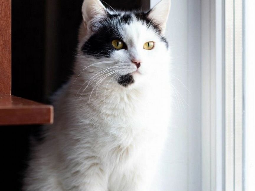 Нежная кошечка в добрые руки