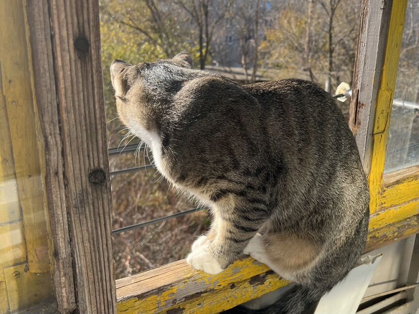 Отдам кота в добрые руки. Кот хотник, крыселов