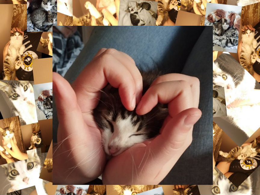 Котята в добрые руки