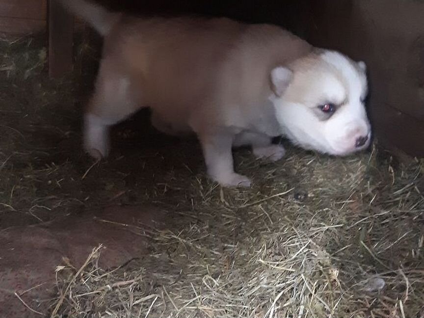 Щенки лайки