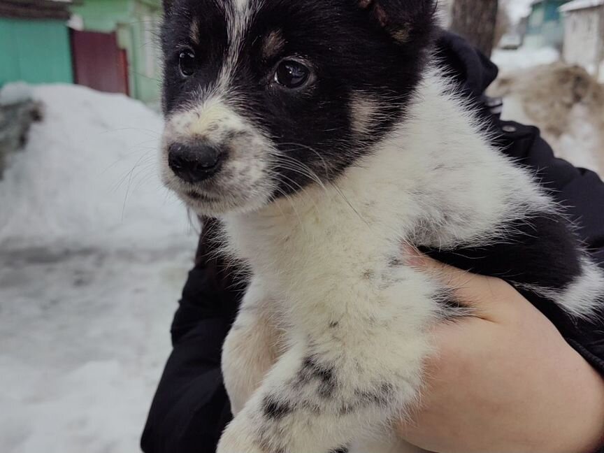 Щенок