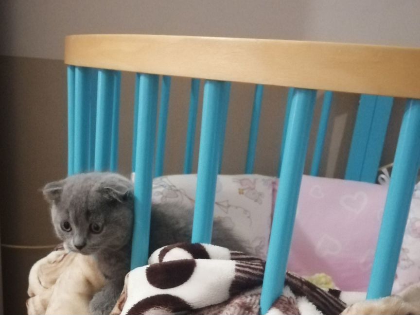 Котёнок девочка