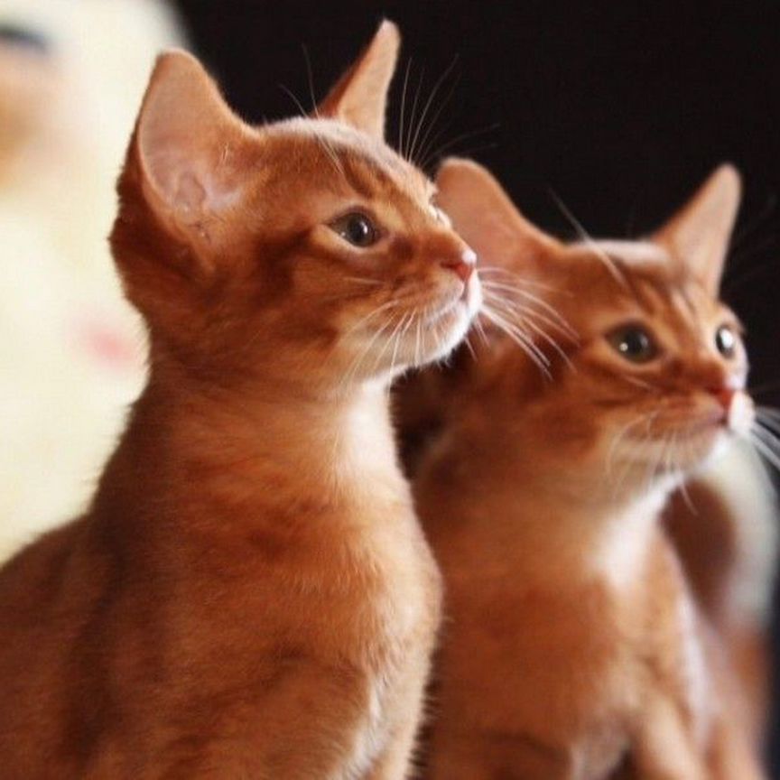 Абиссинский котёнок