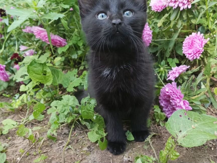 Котята, похожие на Багиру