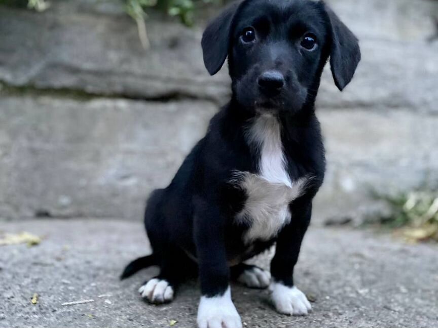 Забавный щенок Феня в добрые руки