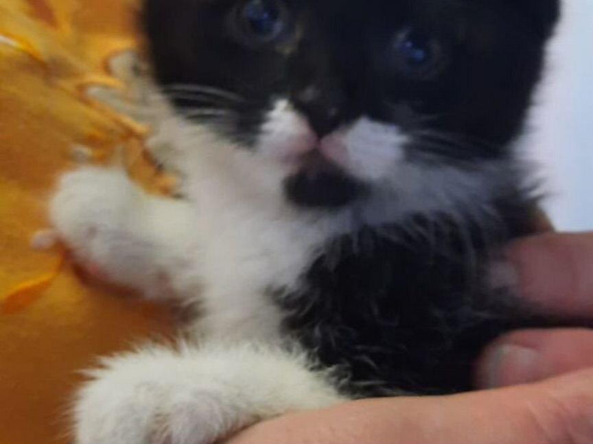 Дворовый котенок с улицы