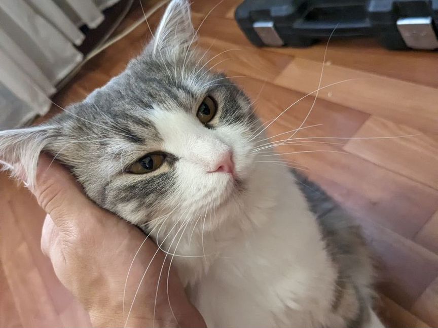 Котик в надежные ручки