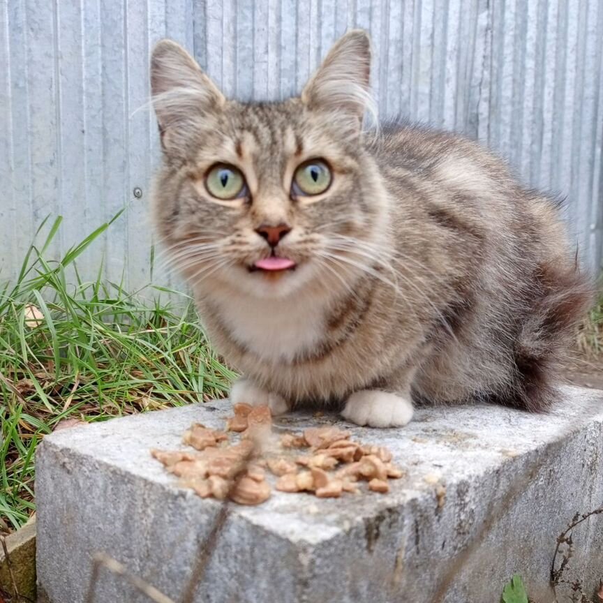 Сибирская кошка, взрослая