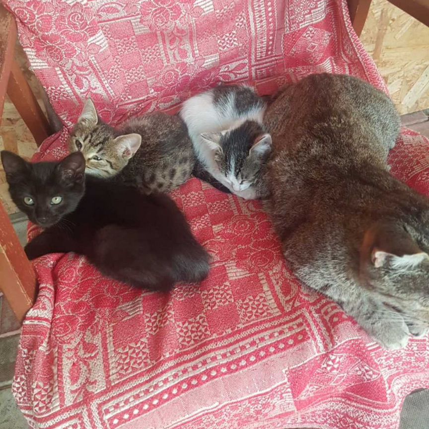 Котята 2.5 месяца