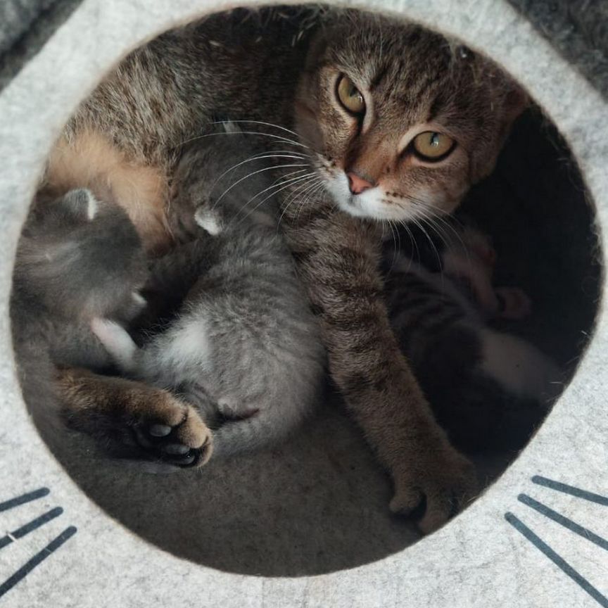 Отдам в добрые руки