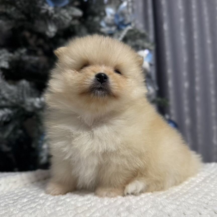 Померанский шпиц, щенок