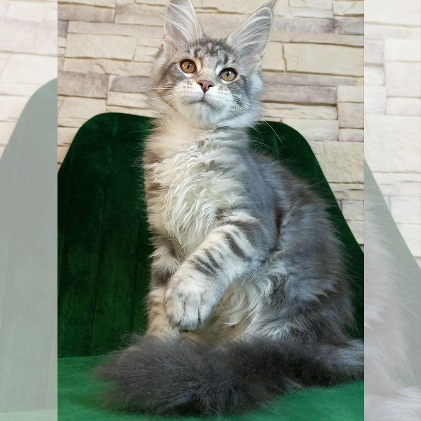 Мейн-кун котёнок