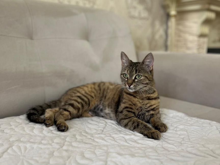 Кошечка Бусинка