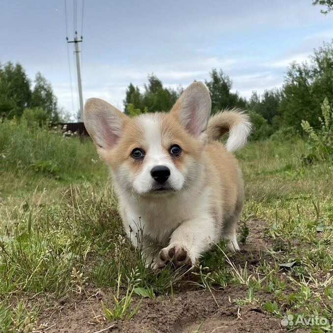 Яркие нарядные малыши