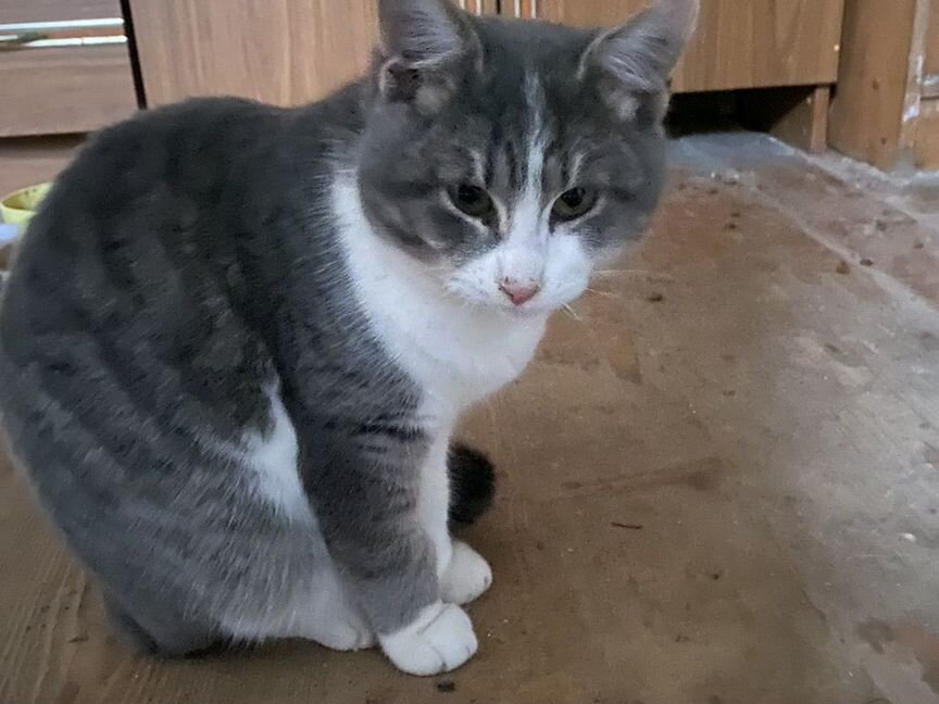 Котик- подросток 5 мес. ищет доброго хозяина