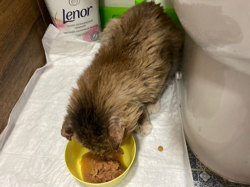 Срочный поиск дома коту