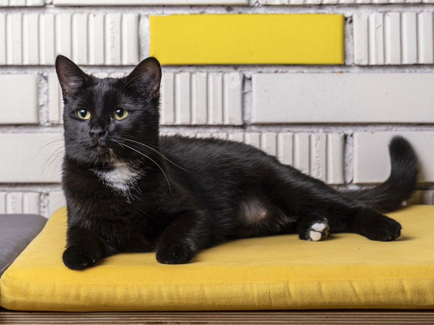 Милашка Паула ищет дом