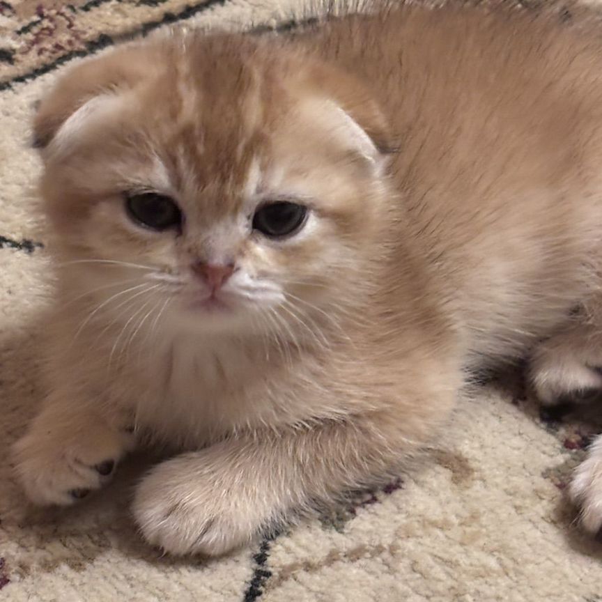 Шотландский вислоухий короткошёрстный котёнок