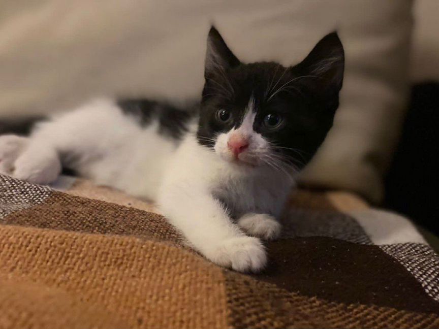 Котята в добрые руки бесплатно