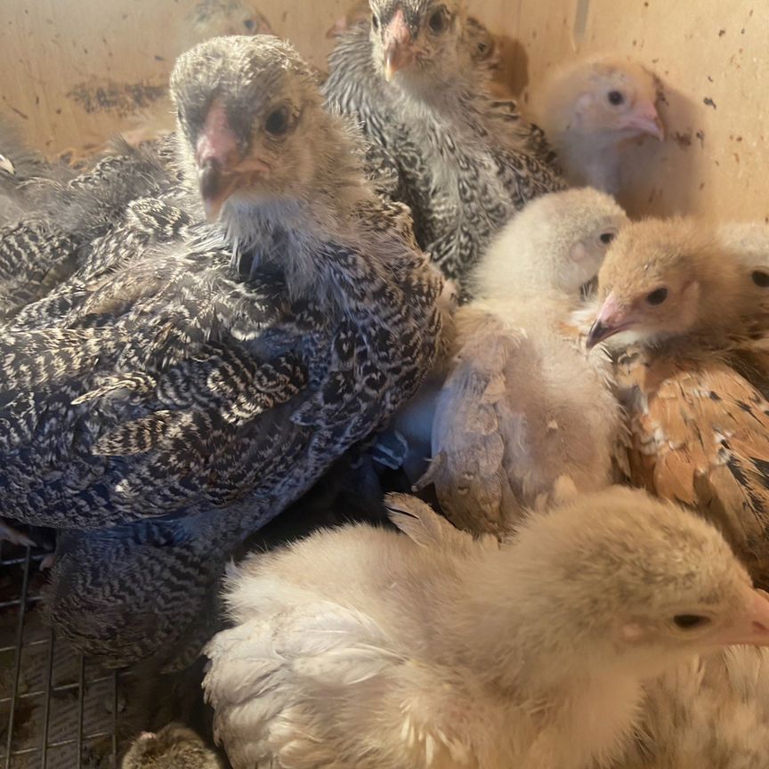 Цыплята брама