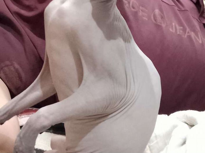 Донской сфинкс вязка