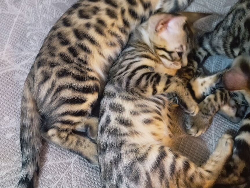 Бенгальские котята. Девочки 3мес. Бенгалы