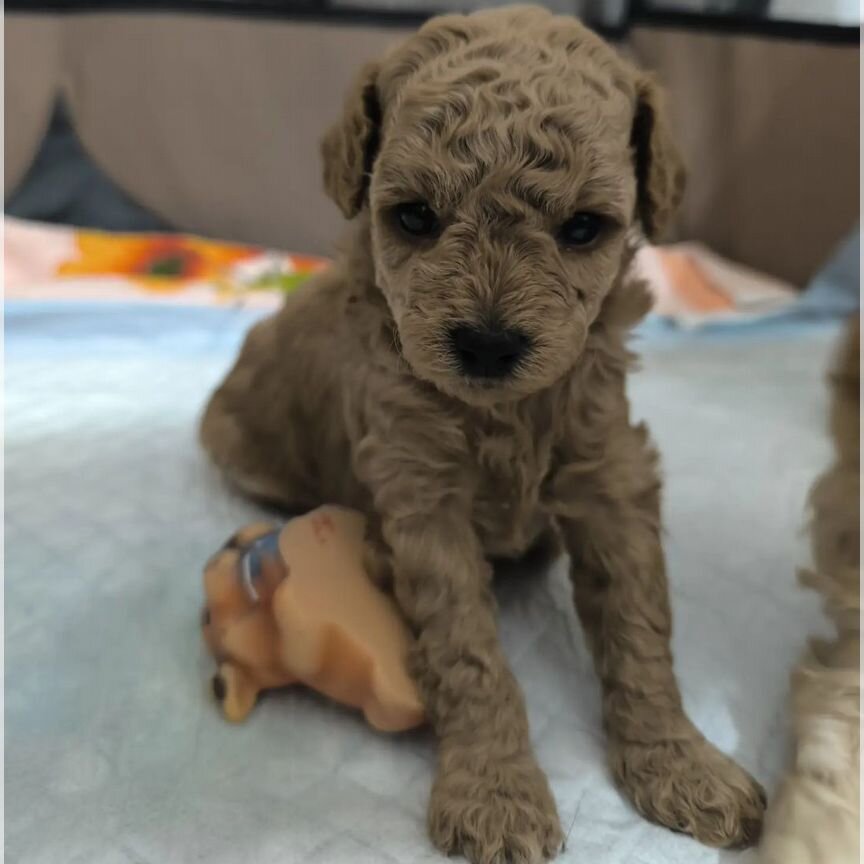 Той-пудель, щенок