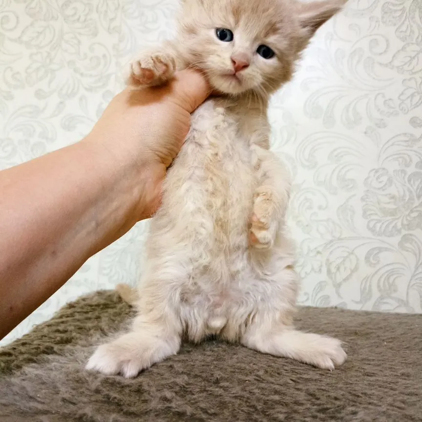 Котята мейн-кун