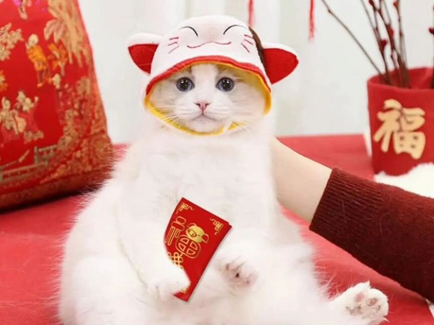 Забавный головной убор для домашних животных