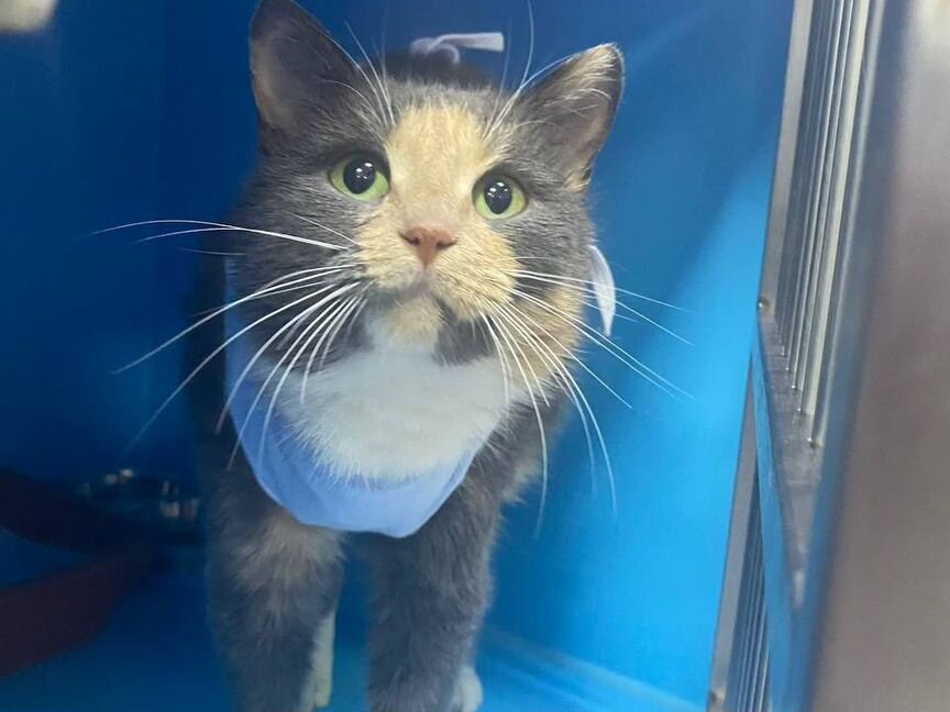 Зеленоглащая малышка ищет дом. Завтра выпуск