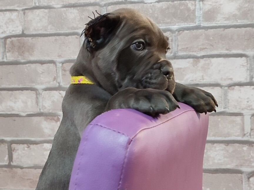 Кане корсо девочка