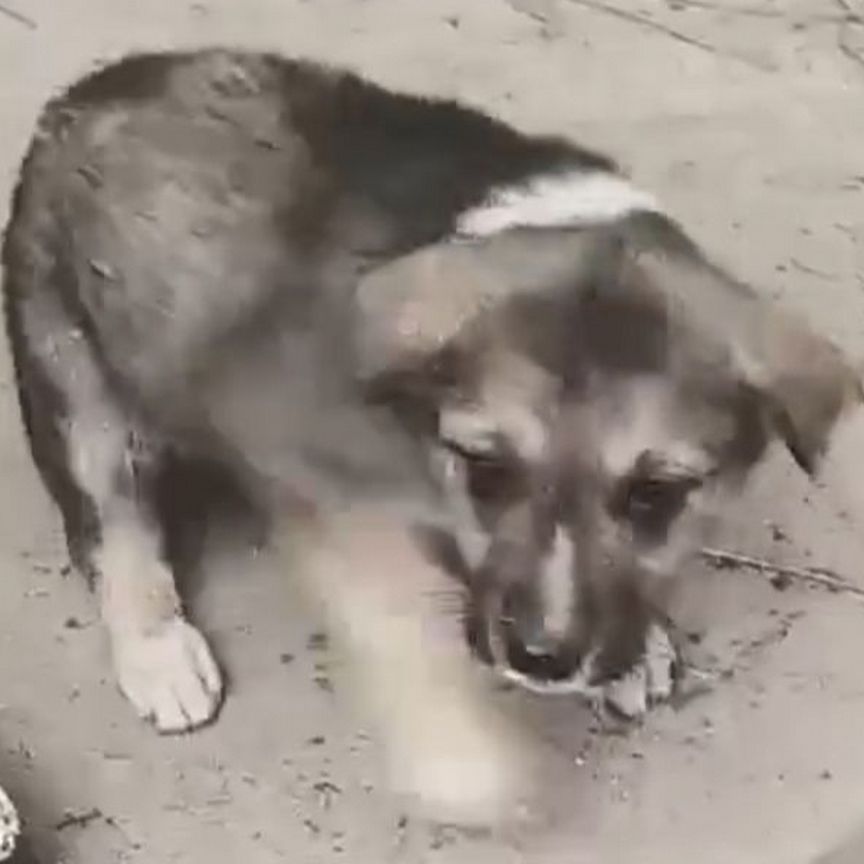 Щенок в добрые руки