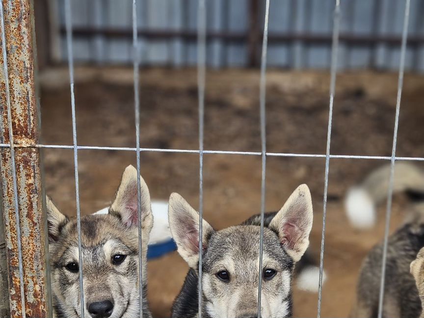 Охотничьи собаки щенки